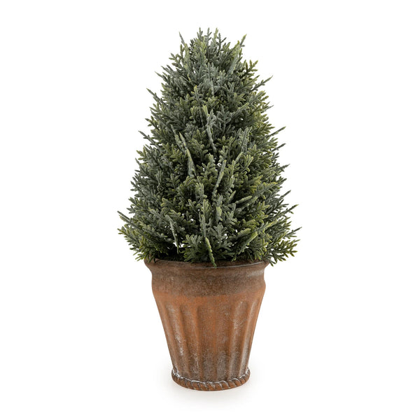 29cm Tree in Pot - Cypress 6pk - Candlelight Home