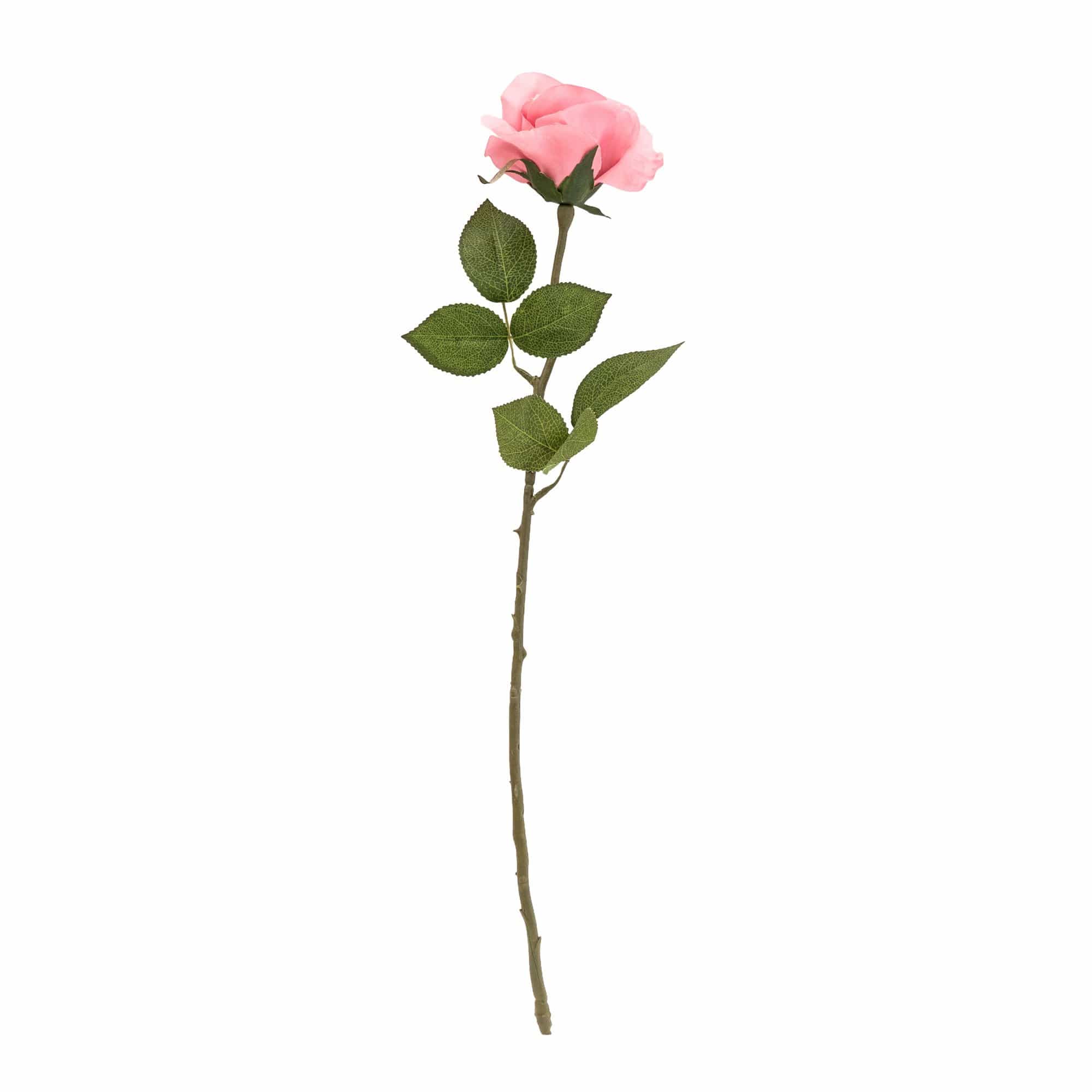 Single Stem Rose